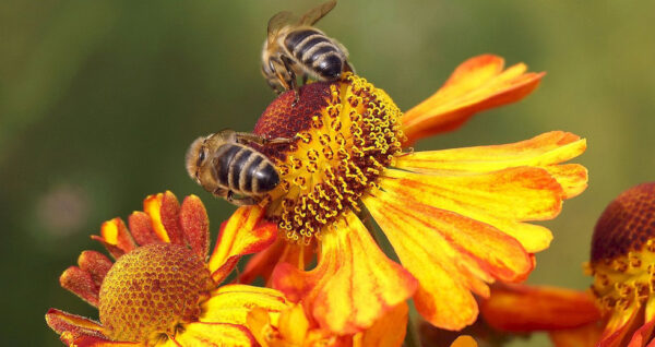 APICOLA DEL SUR - Miel de Abeja Artesanal Pura 100% y Derivados
