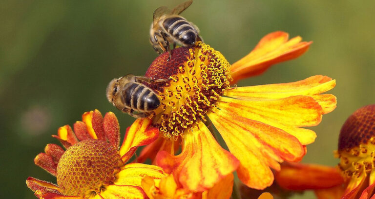 APICOLA DEL SUR - Miel de Abeja Artesanal Pura 100% y Derivados